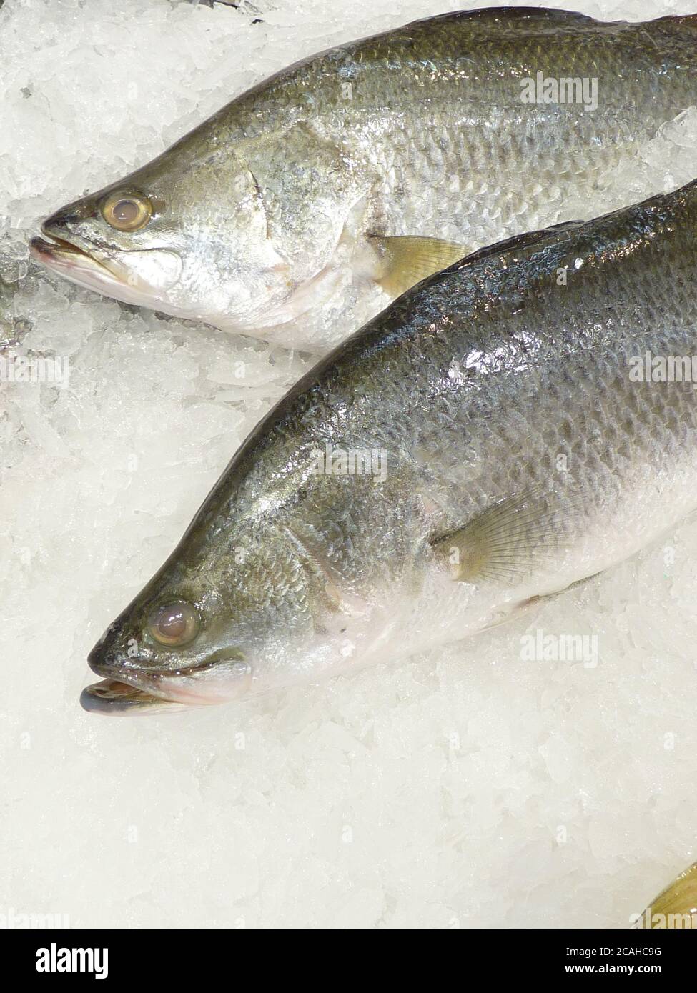 Closeup of two fishes on a white background Stock Photo - Alamy