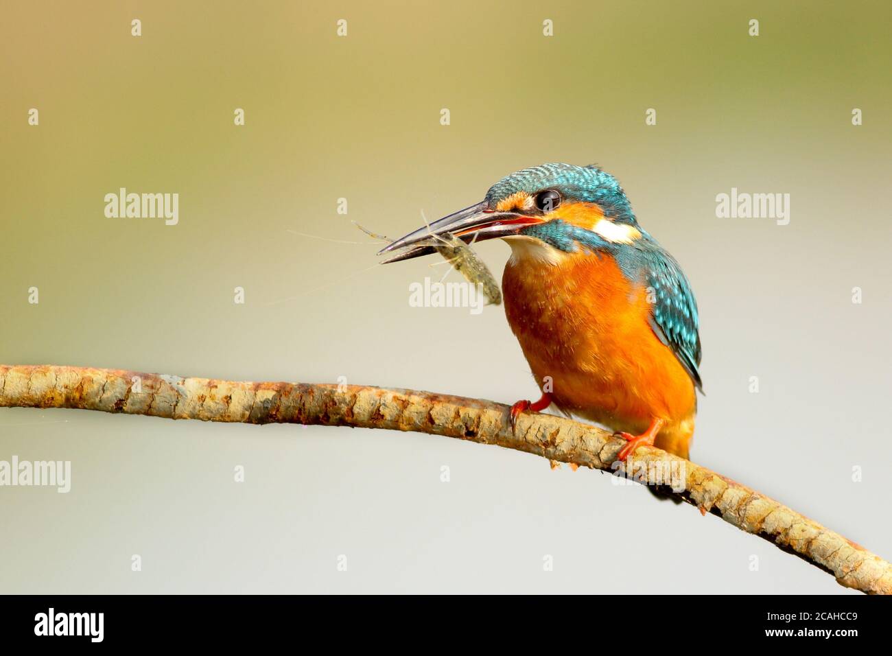 Monogamous territorial species hi-res stock photography and images - Alamy