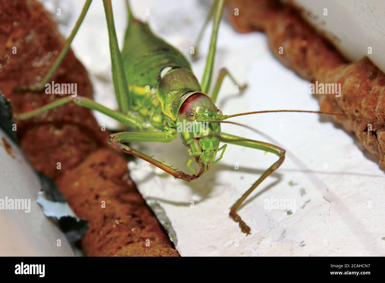 Big cricket cleaning its foot Stock Photo - Alamy