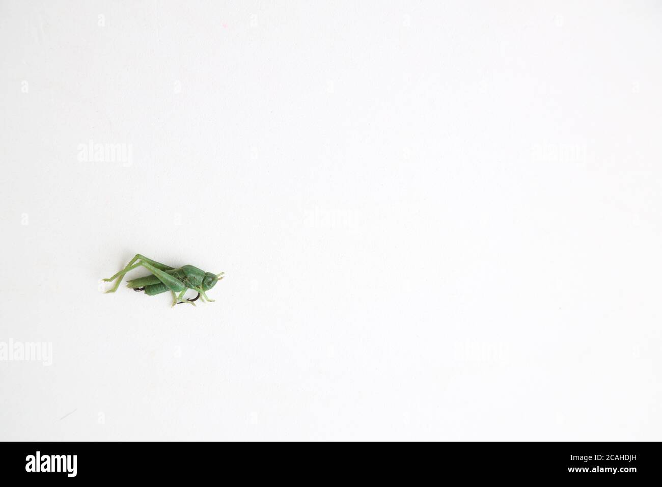 Locust toy on a white background Stock Photo - Alamy