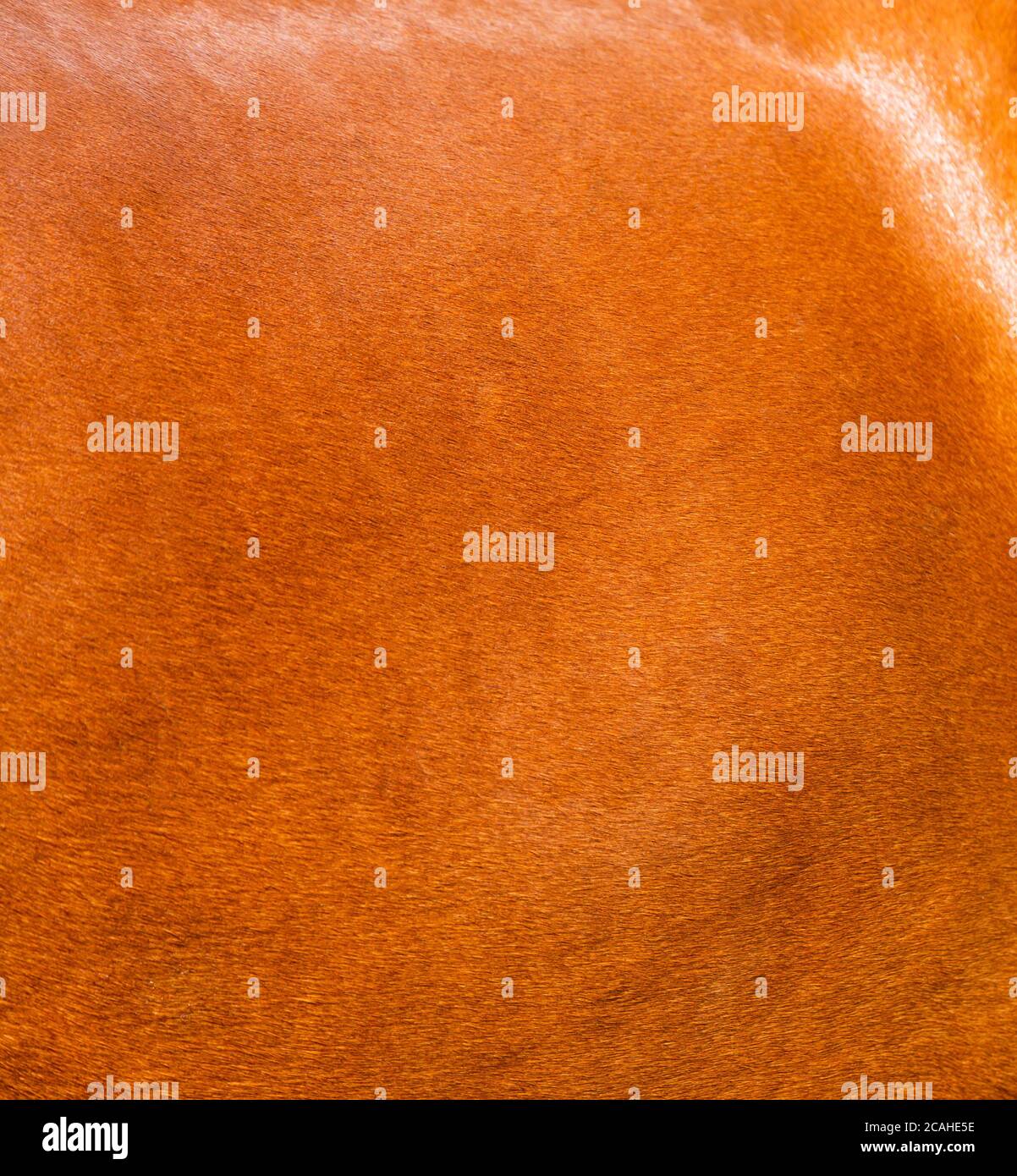 The skin of a brown horse. The texture of the skin is a close up plan ...
