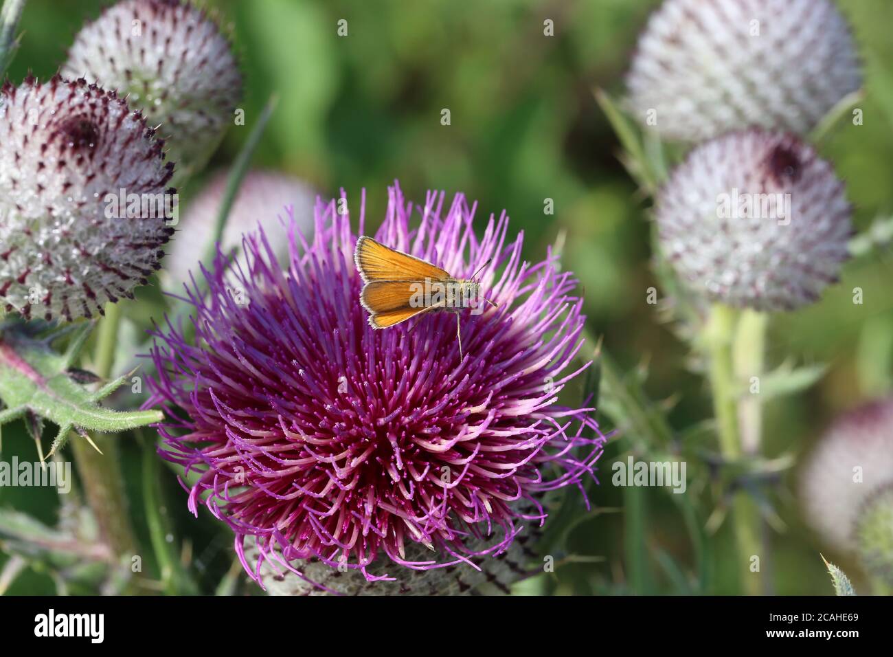 Himalayan butterfly hi-res stock photography and images - Alamy