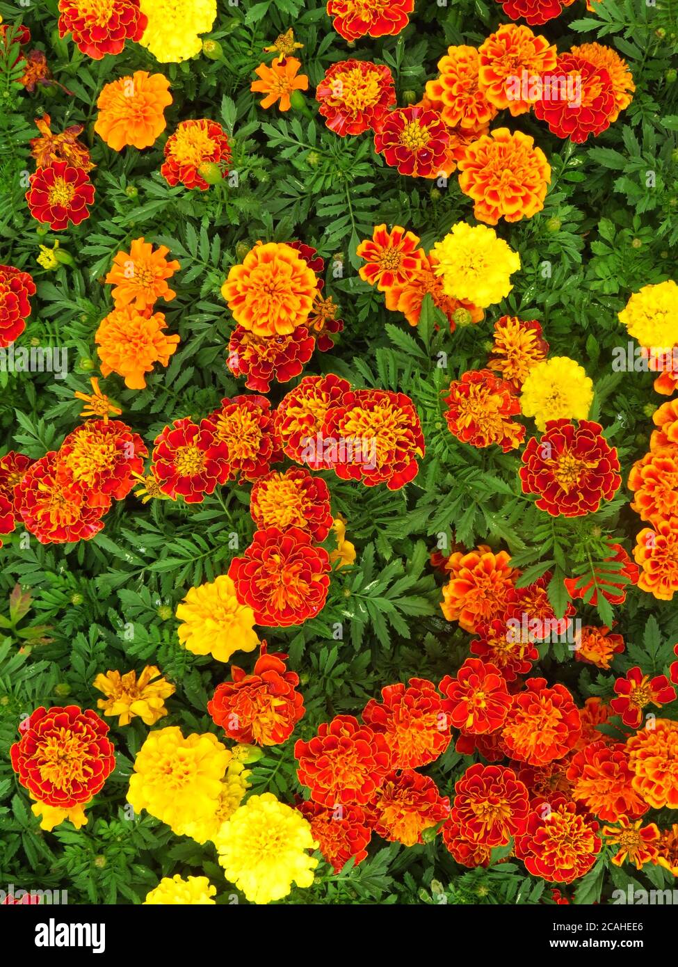 Vertical overhead shot of blooming marigold flowers in the greenery ...