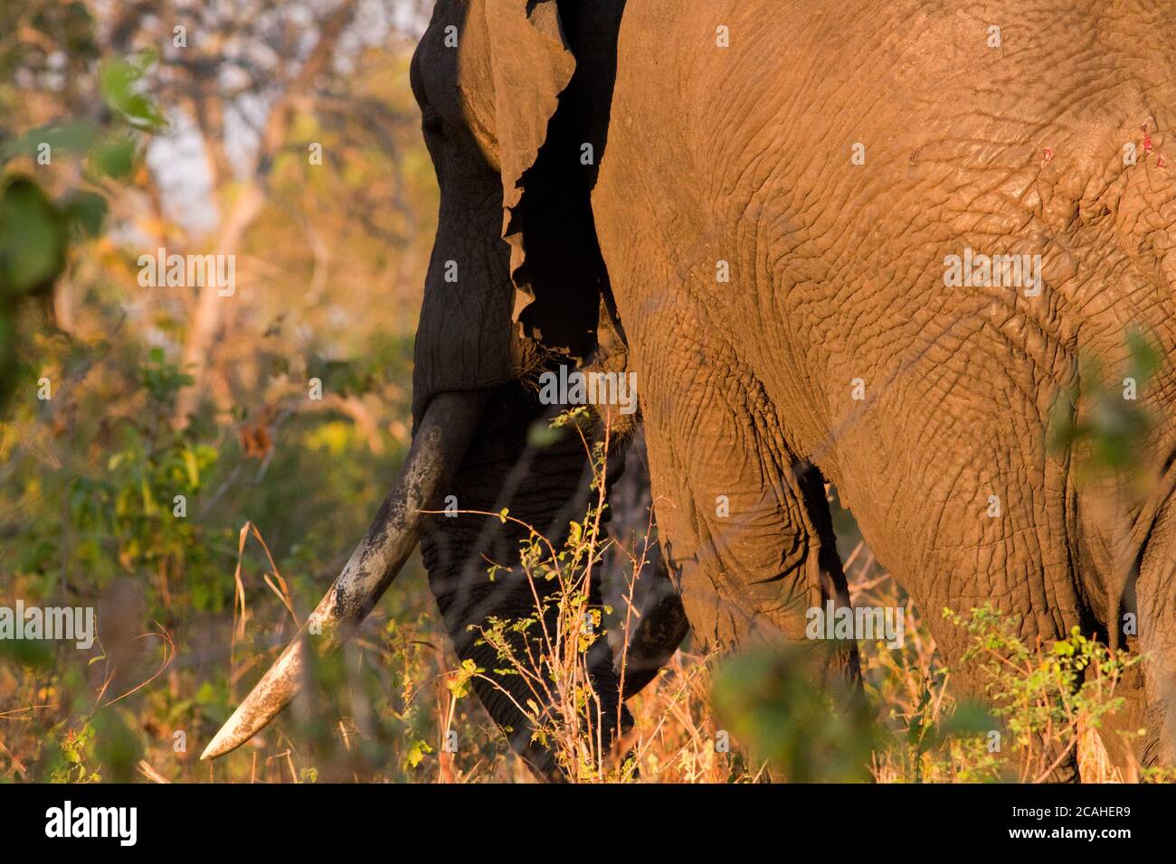 An old bull elephant with big ivory saunters off into the forest after ...