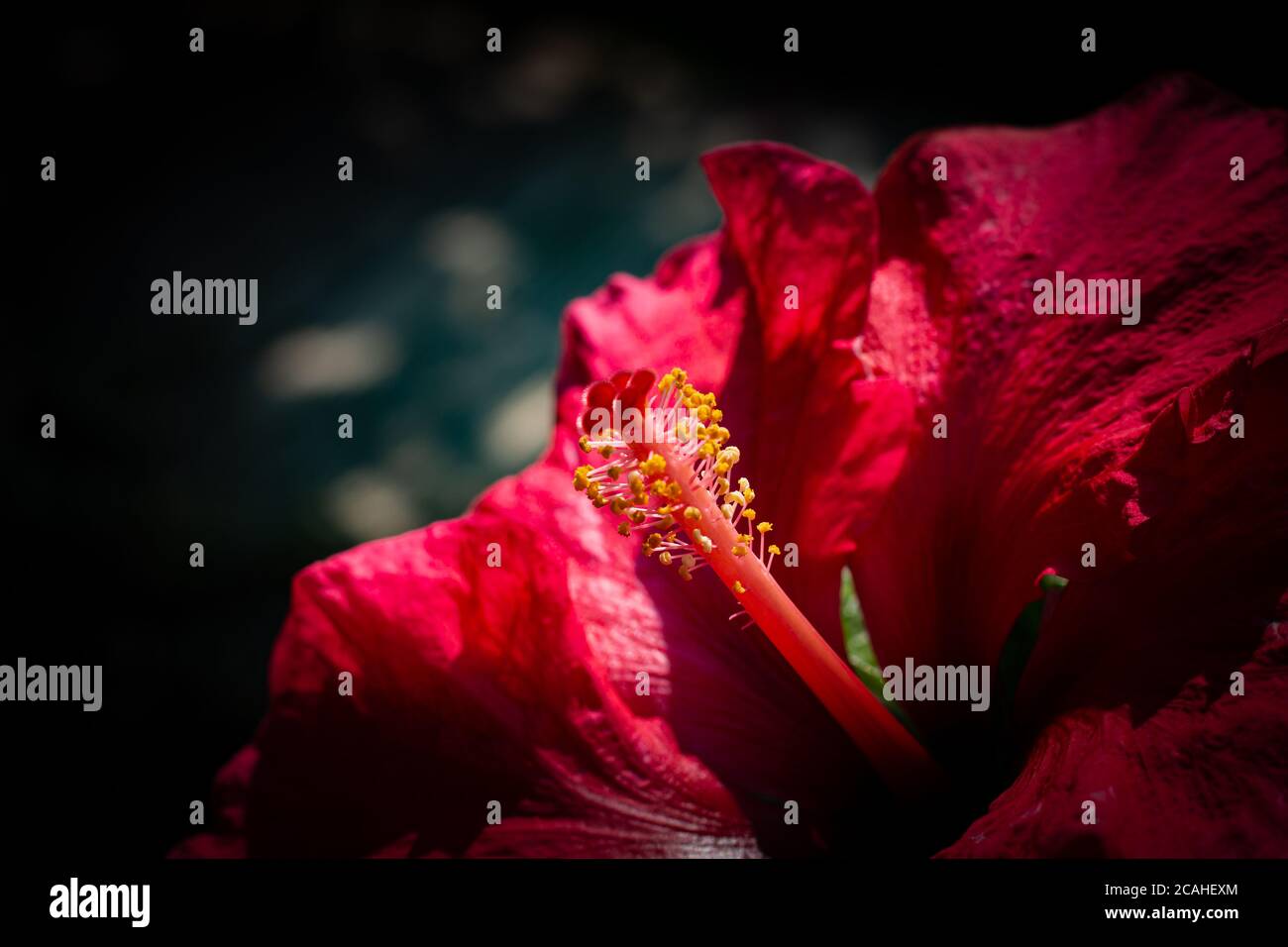 Beautiful hibiscus flower hi-res stock photography and images - Alamy