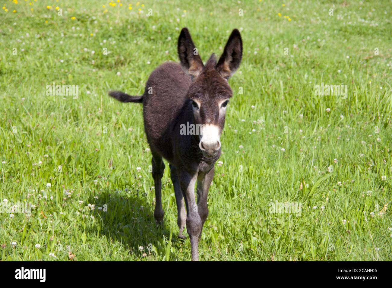 Little donkey hi-res stock photography and images - Alamy