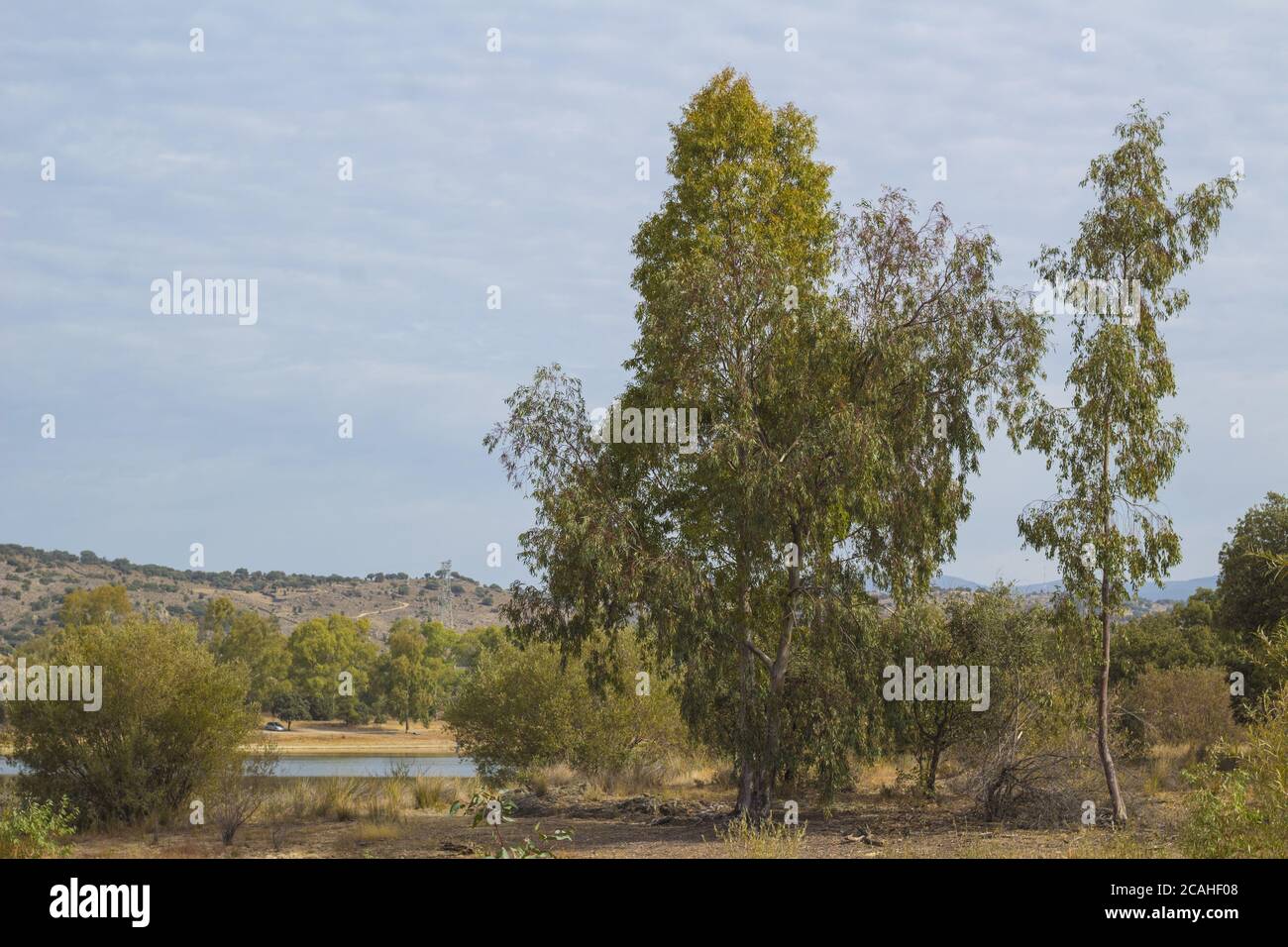 Closeup shot beautiful trees hi-res stock photography and images - Alamy
