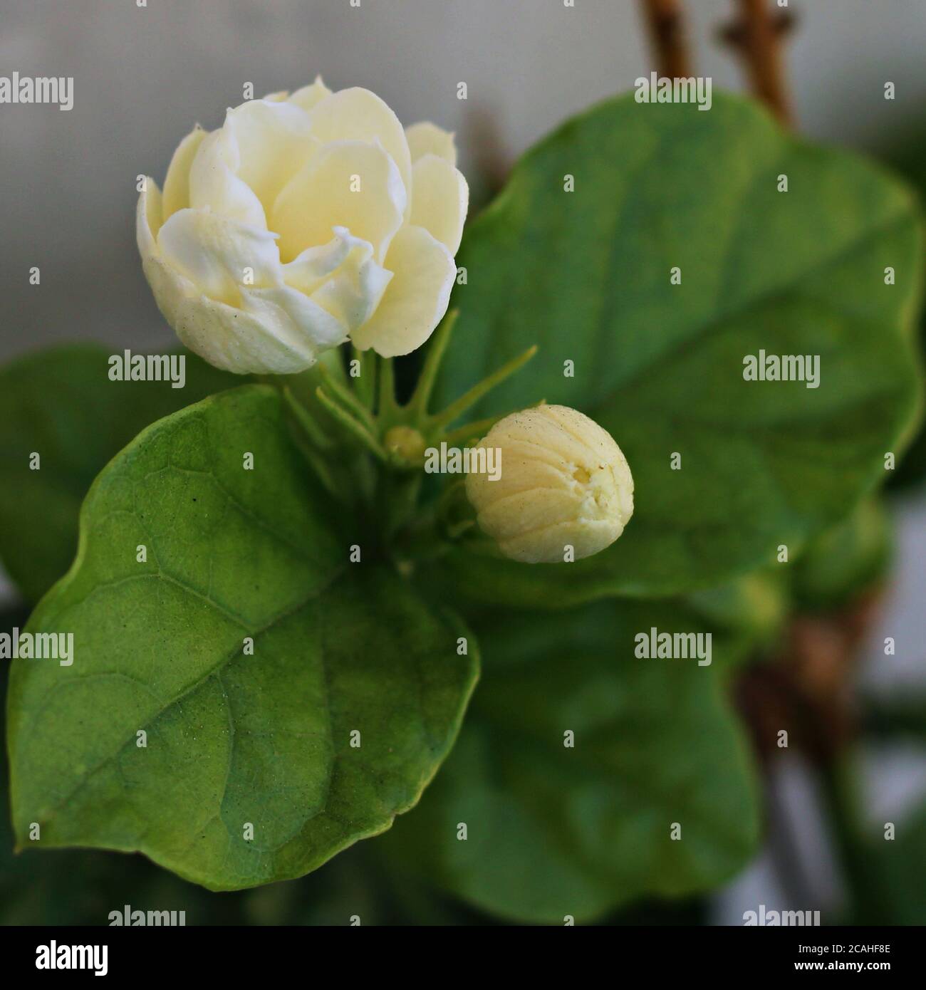 Arabian jasmine hi-res stock photography and images - Alamy