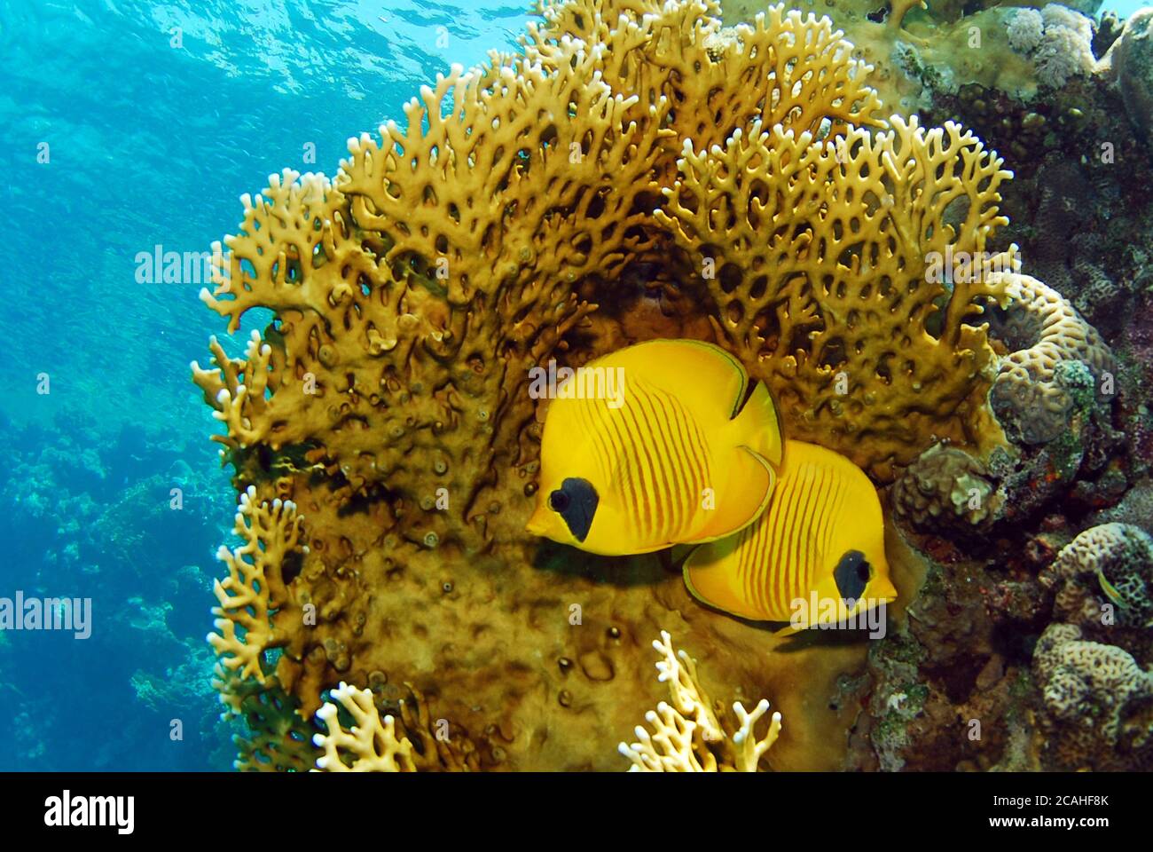 Butterfly fish pair hi-res stock photography and images - Alamy
