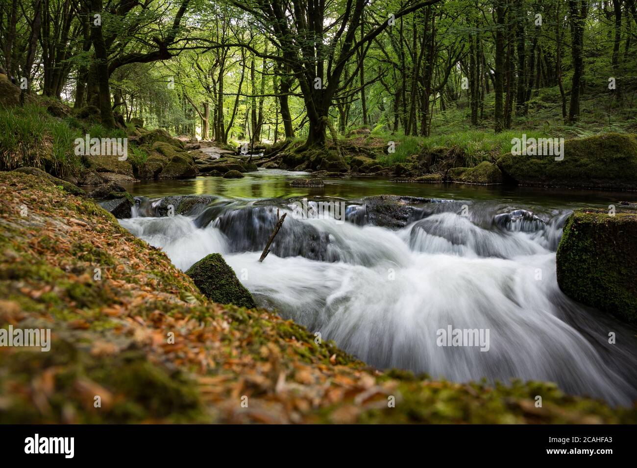 Golitha Falls cascades of River Fowey in Cornwall, UK Stock Photo - Alamy