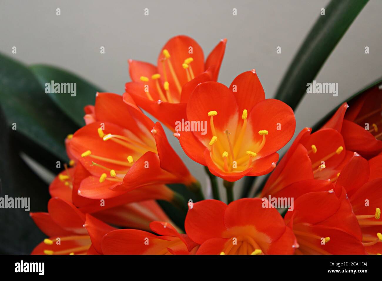 Bush lily hi-res stock photography and images - Alamy