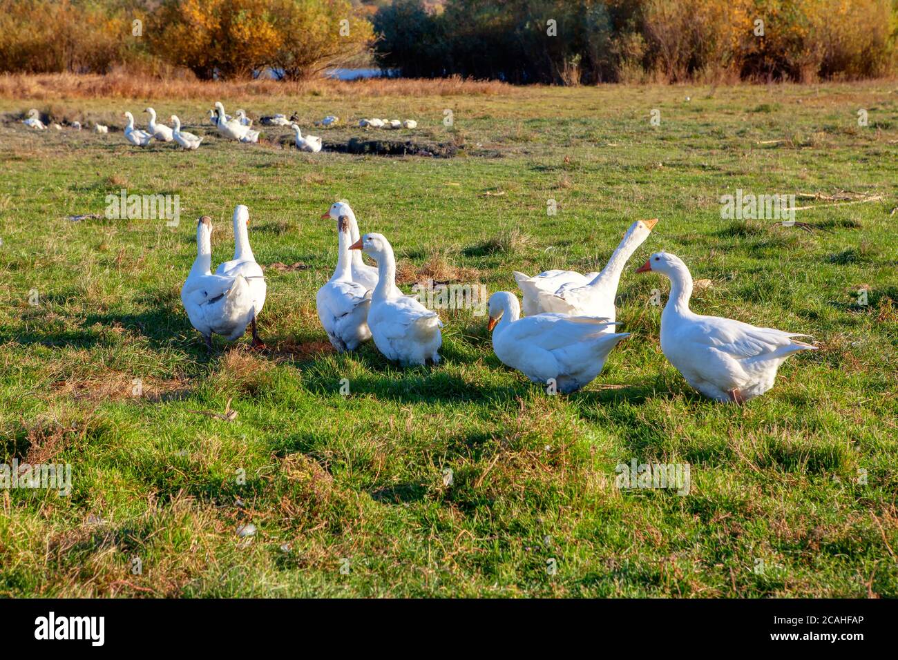 Domestic duck ducklings meadow hi-res stock photography and images - Alamy