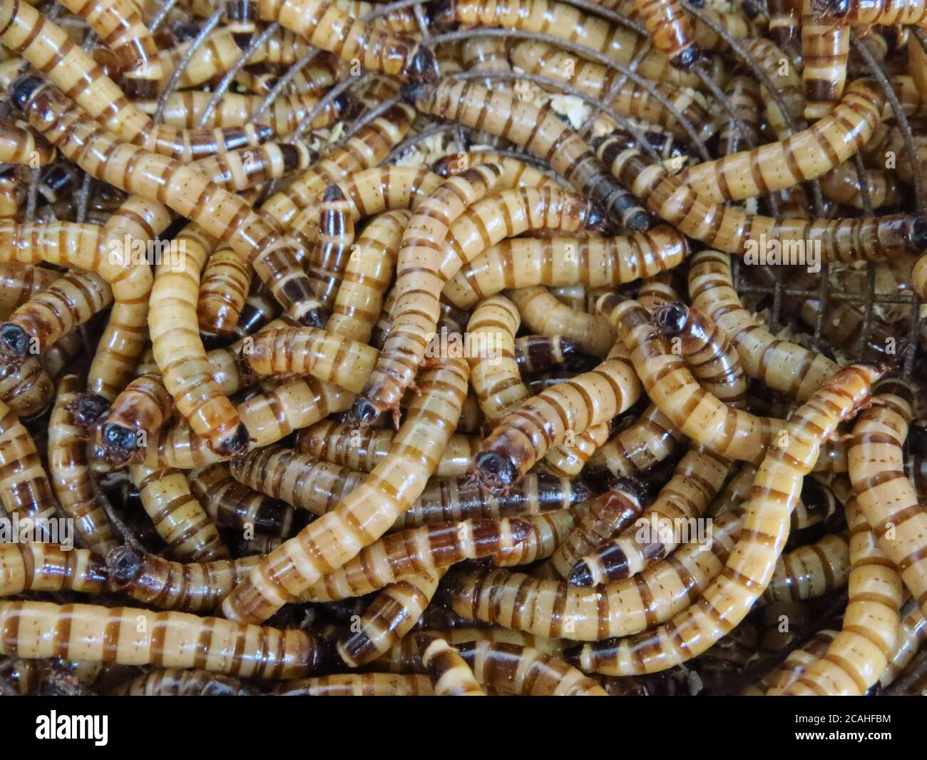 Superworms hi-res stock photography and images - Alamy