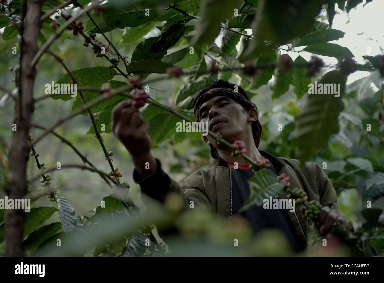 A coffee farmer picking robusta coffee cherries at a hillside farm in ...