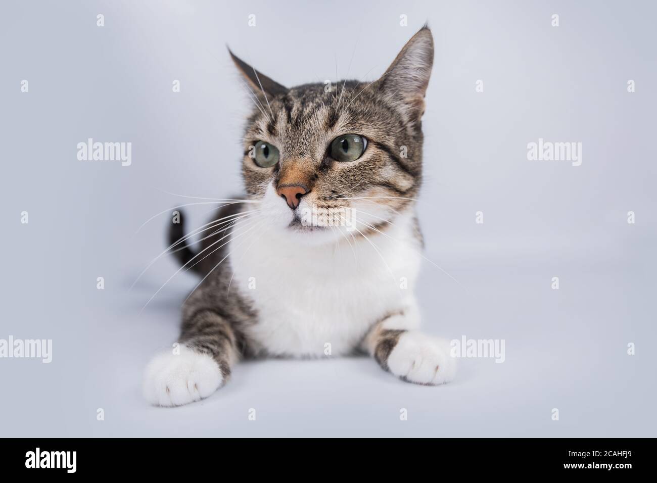 Frightened cat over white background. Scared cat lying down and looking ...