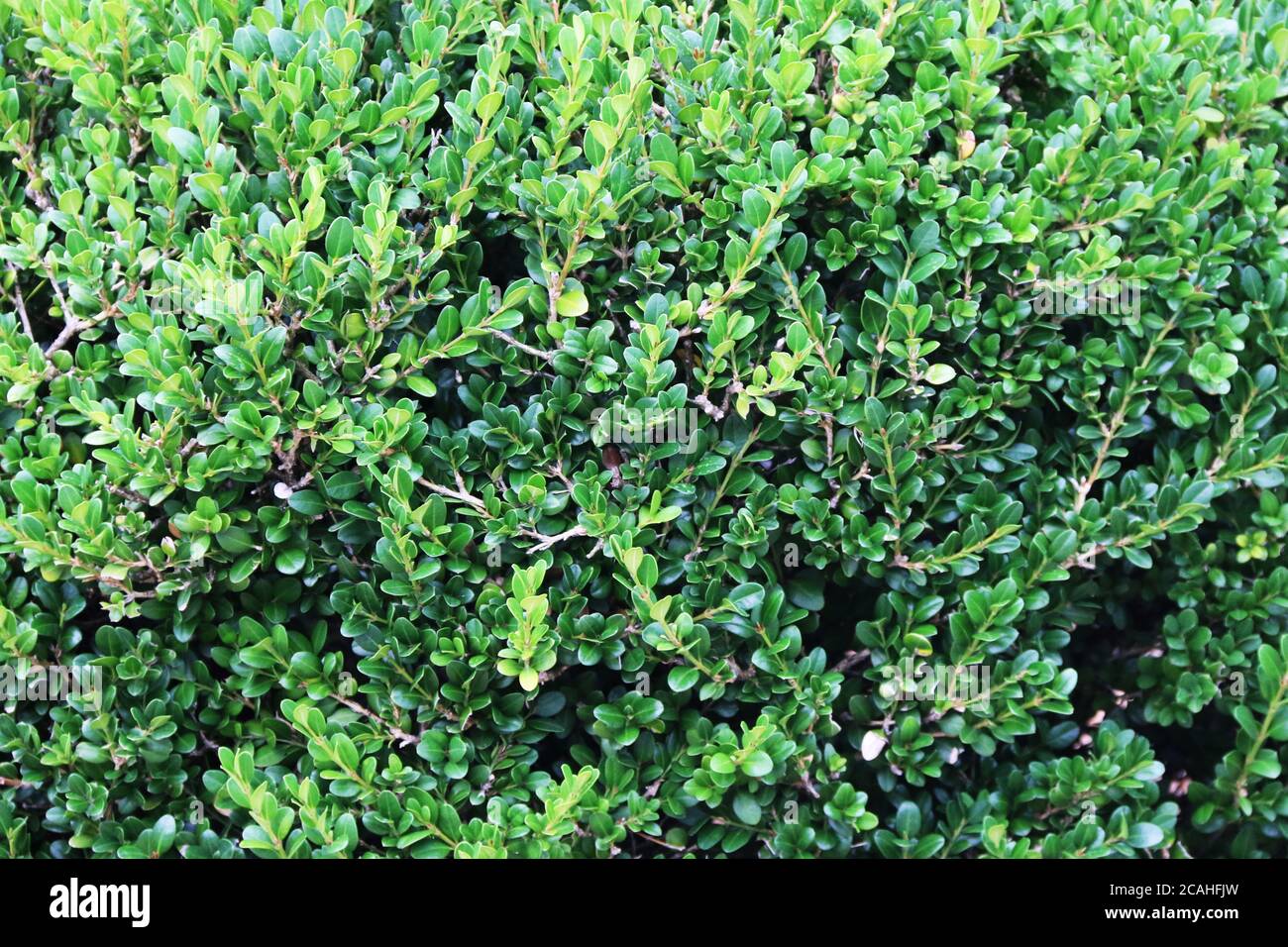 natural green foliage hedge bush shrub close-up view on a bright sunny ...