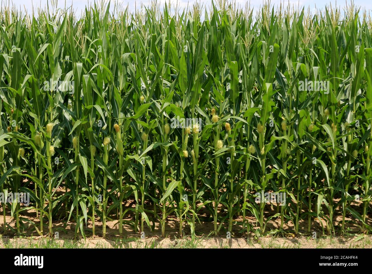 Tall corn hi-res stock photography and images - Alamy