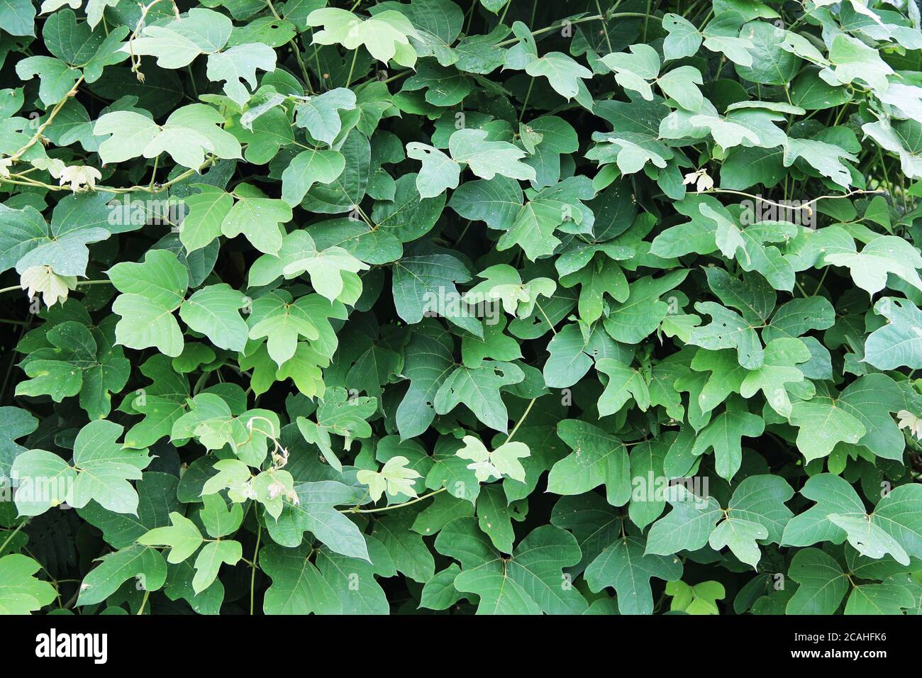 Cluster leaf hi-res stock photography and images - Alamy