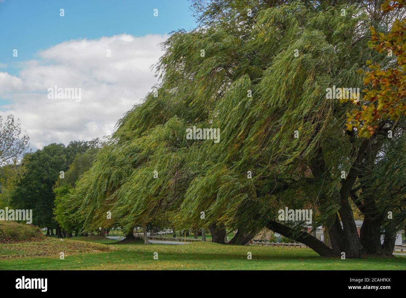 Croton-on-Hudson, New York, USA: Willows -- Salix alba, also called ...