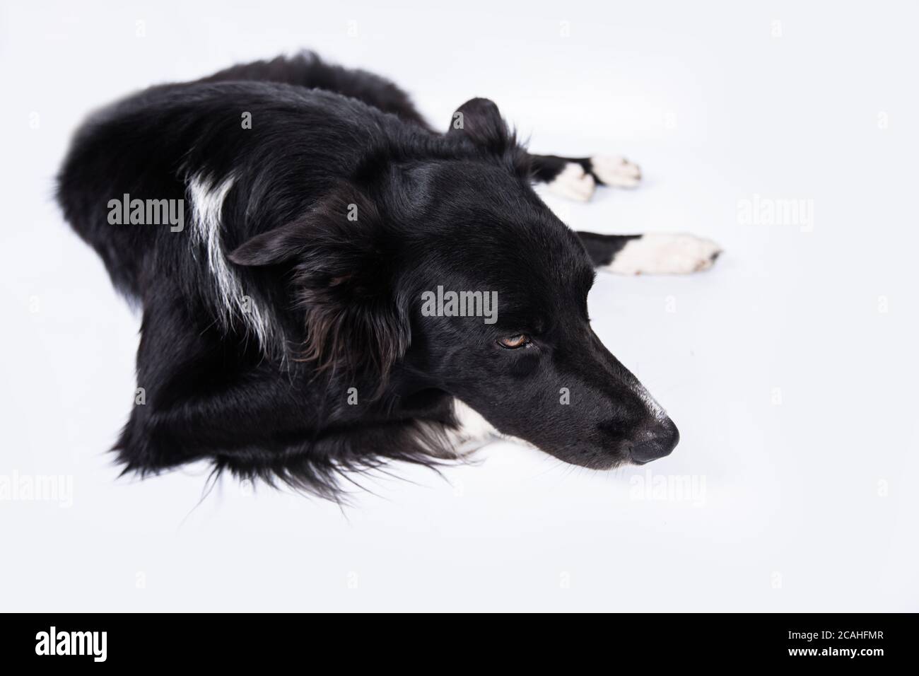Sad and thoughtful purebred border collie dog laying down . Cute ...