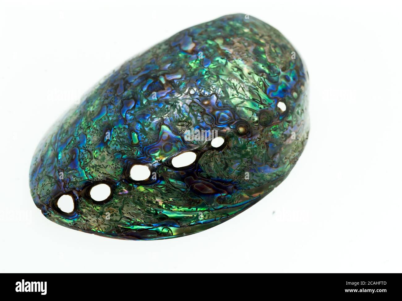 Isolated big maori paua shell on white background Stock Photo - Alamy