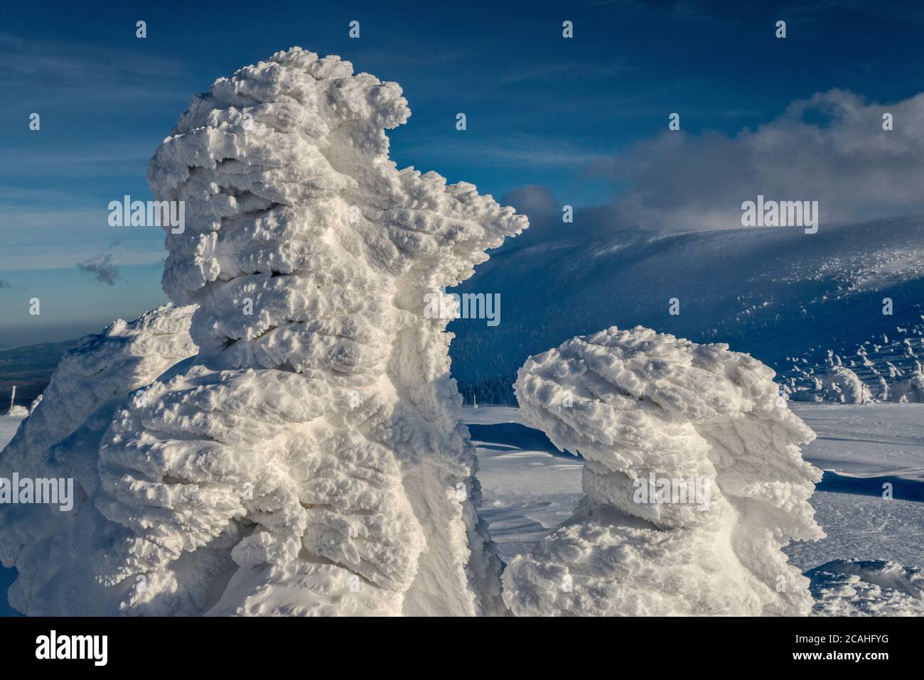Dwarf mountain pines, ice and snow encased, subalpine zone below ...