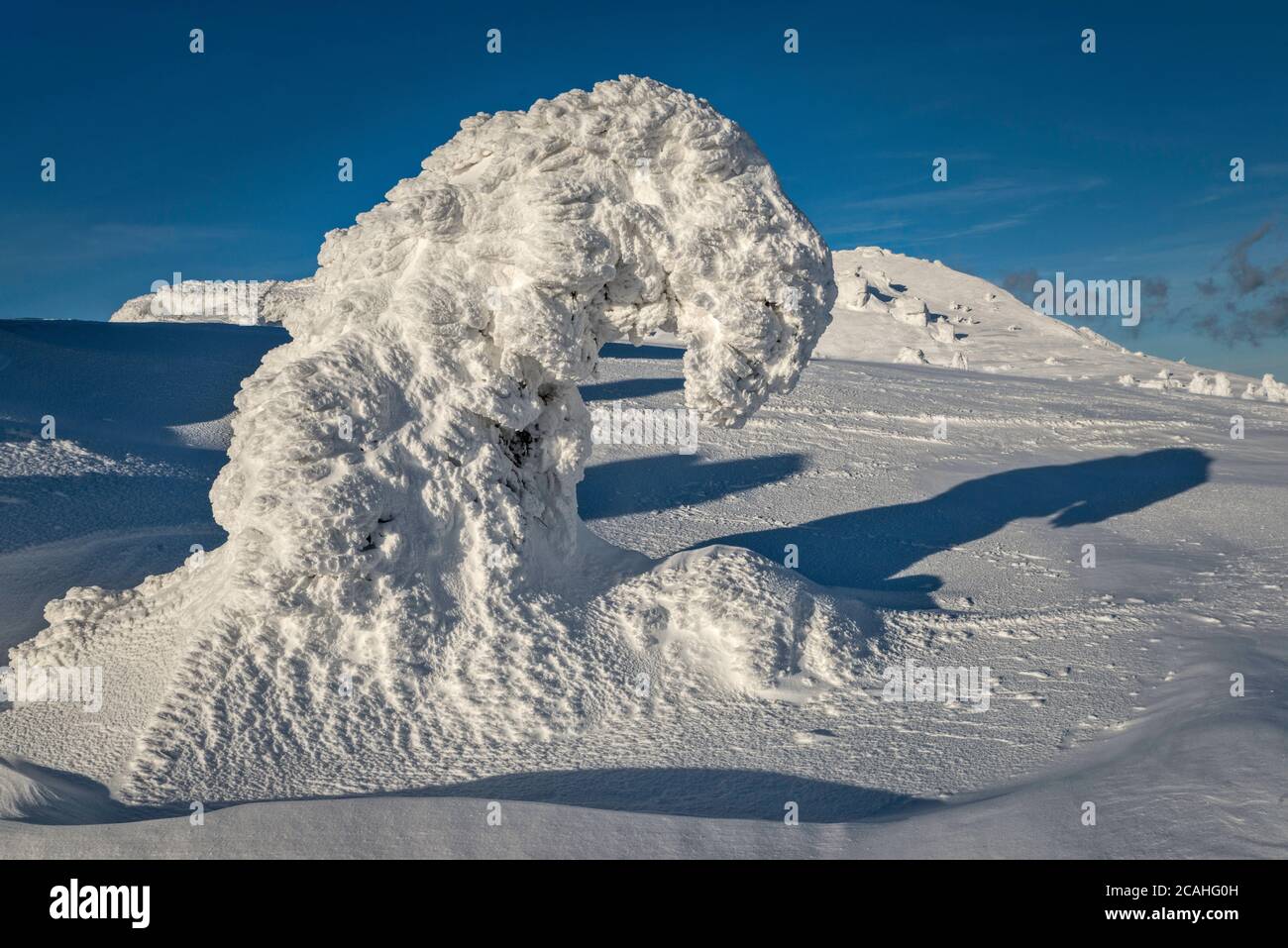 Dwarf mountain pines, ice and snow encased, subalpine zone below ...