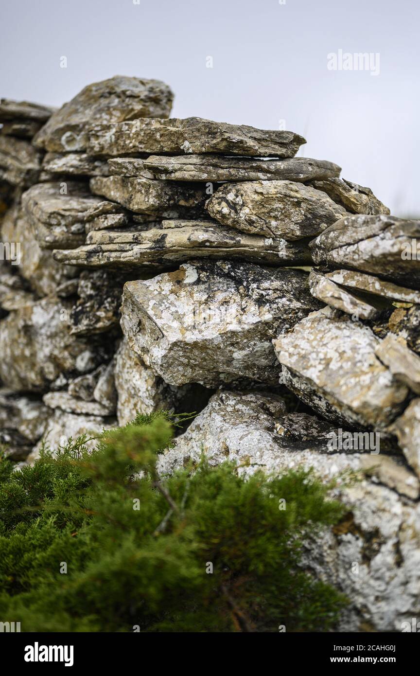 Growing plants next to the old and aged moldy rocks stuck on each other ...