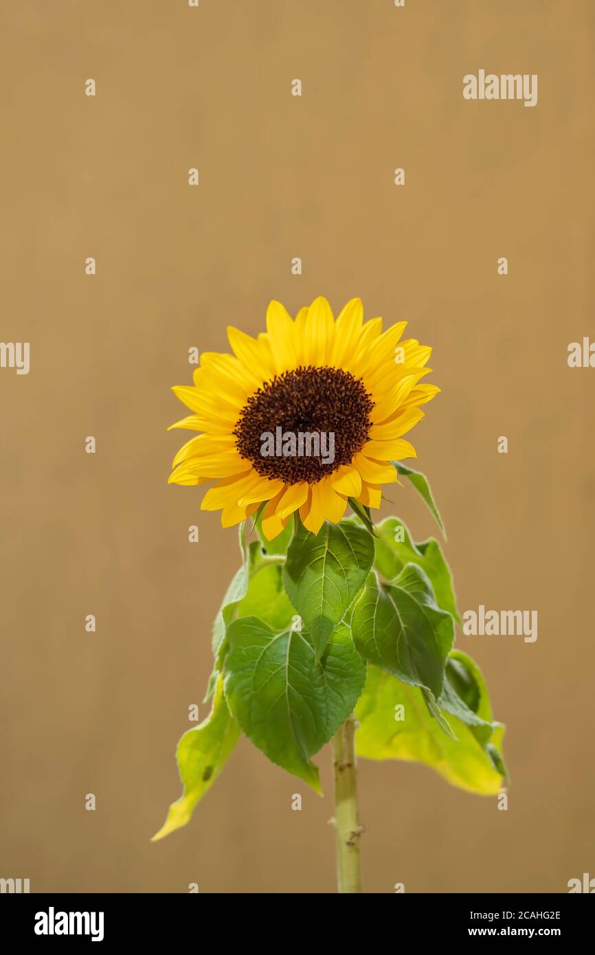 beautiful Brazilian spring flower sunflower Stock Photo - Alamy