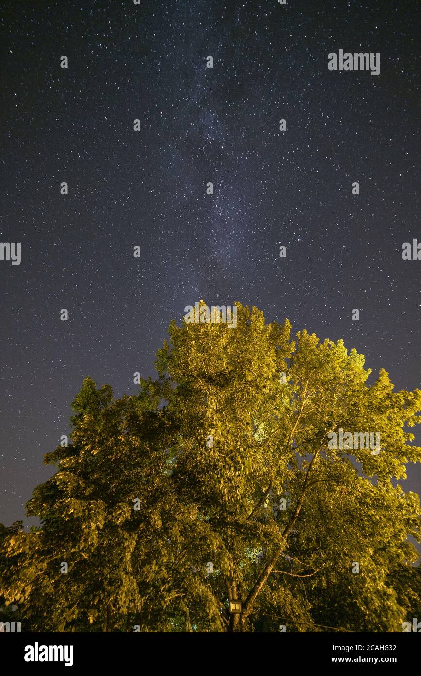 Tree gleaming under the stars shining in the night Stock Photo - Alamy