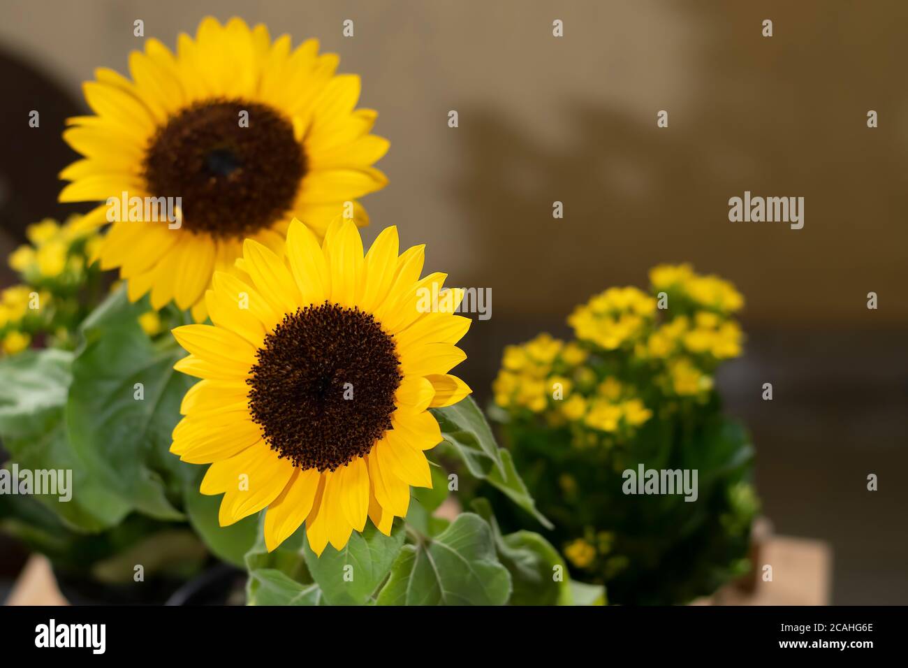 Sunflower botanical flower hi-res stock photography and images - Alamy