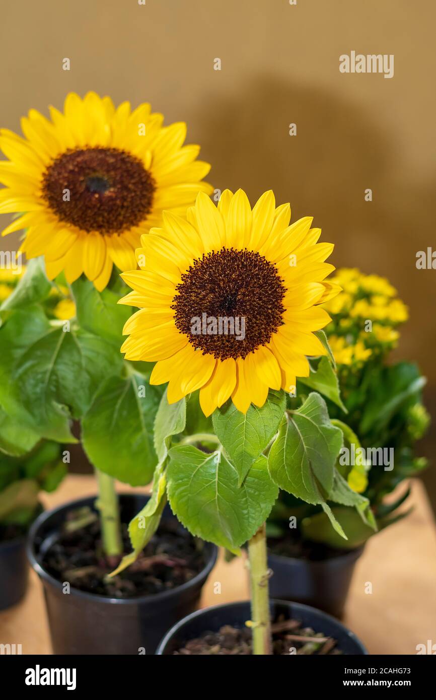 beautiful Brazilian spring flower sunflower Stock Photo - Alamy
