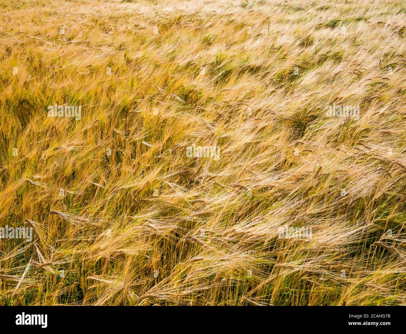Growing of grain hi-res stock photography and images - Alamy
