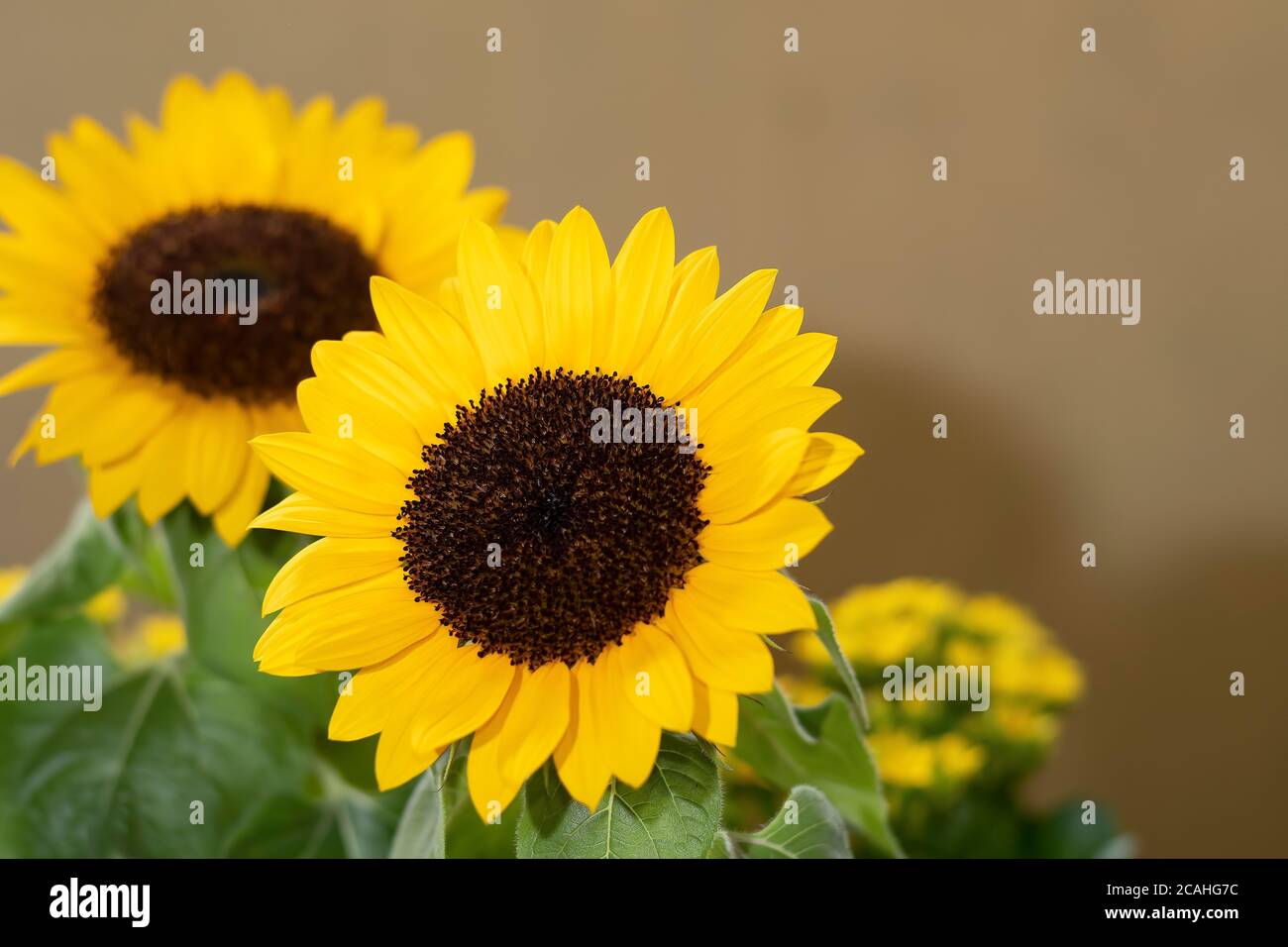 beautiful Brazilian spring flower sunflower Stock Photo - Alamy