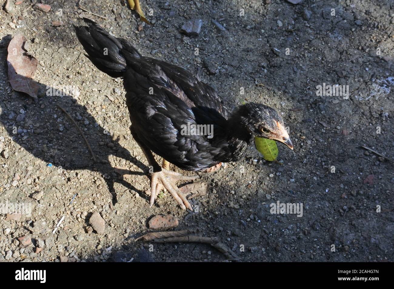 Shamo chicken hi-res stock photography and images - Alamy