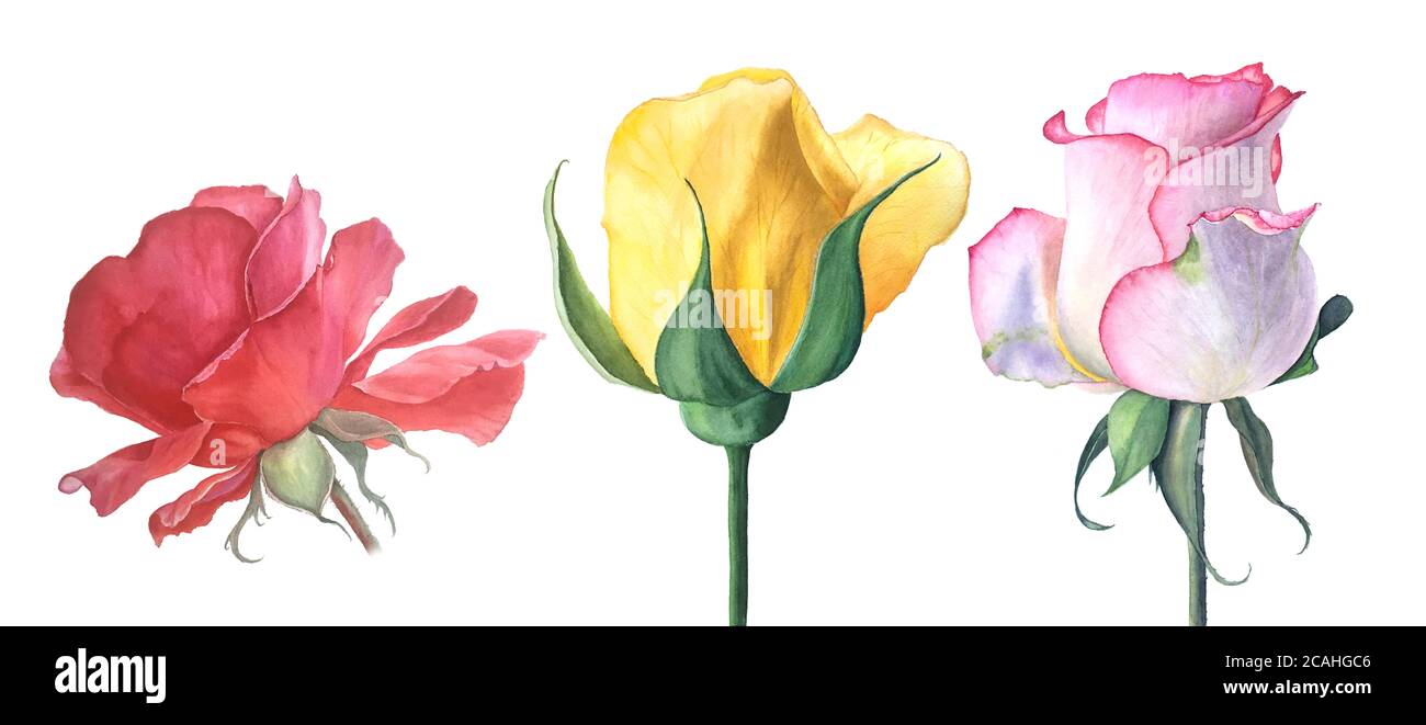 Red, yellow and pink roses watercolor illustration isolated on a white ...