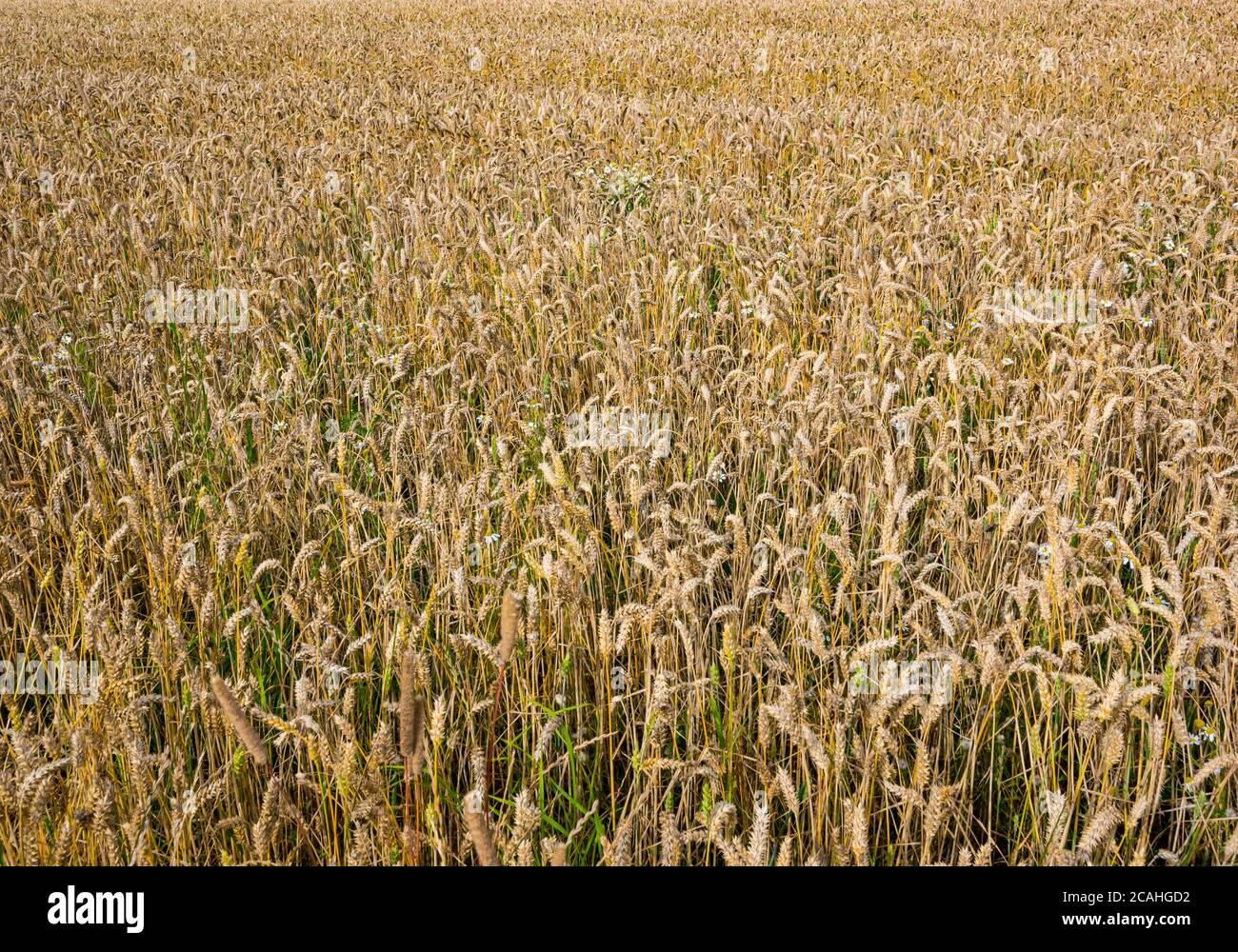 Wheat stalk hi-res stock photography and images - Alamy