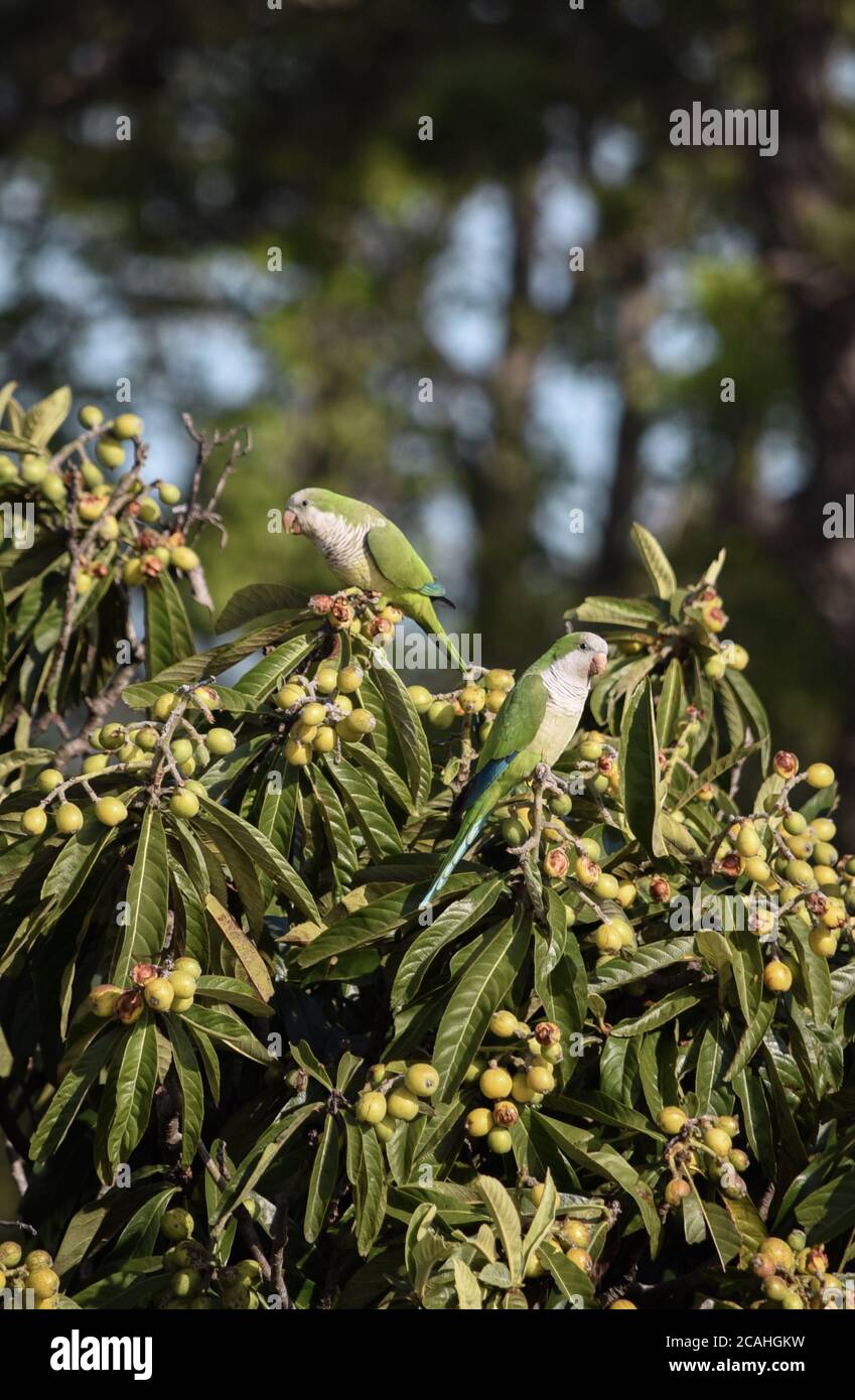 Vertical selective focus shot of Kramer parrots on medlar tree Stock ...