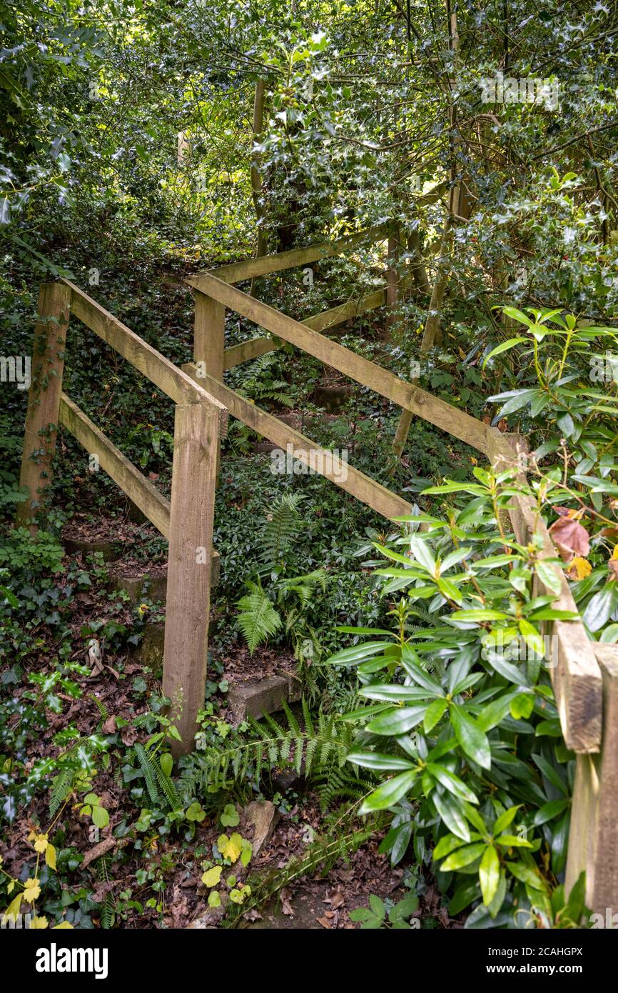 Steps leading up into an area of woodland in the UK Stock Photo - Alamy