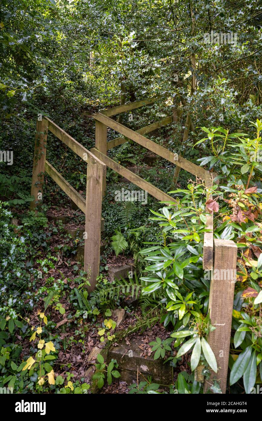 Woodland steps hi-res stock photography and images - Alamy
