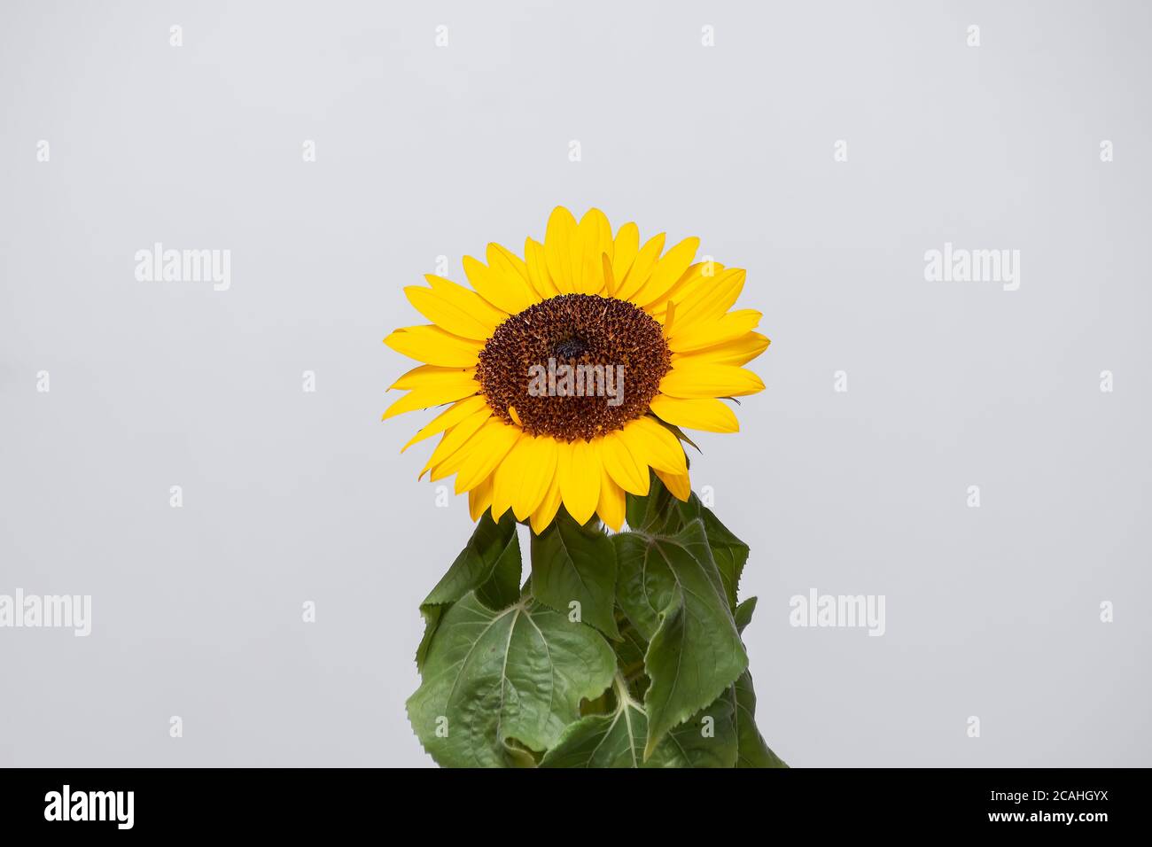 beautiful Brazilian spring flower sunflower Stock Photo - Alamy