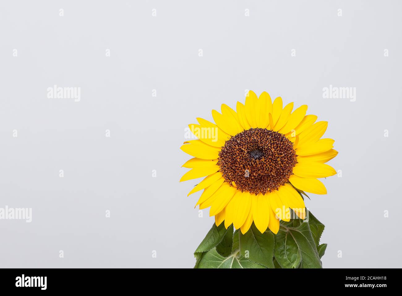 beautiful Brazilian spring flower sunflower Stock Photo - Alamy