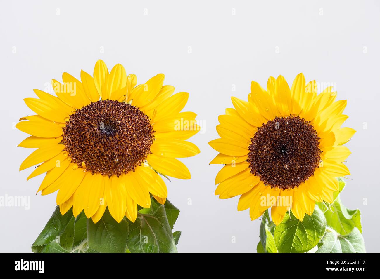 beautiful Brazilian spring flower sunflower Stock Photo - Alamy