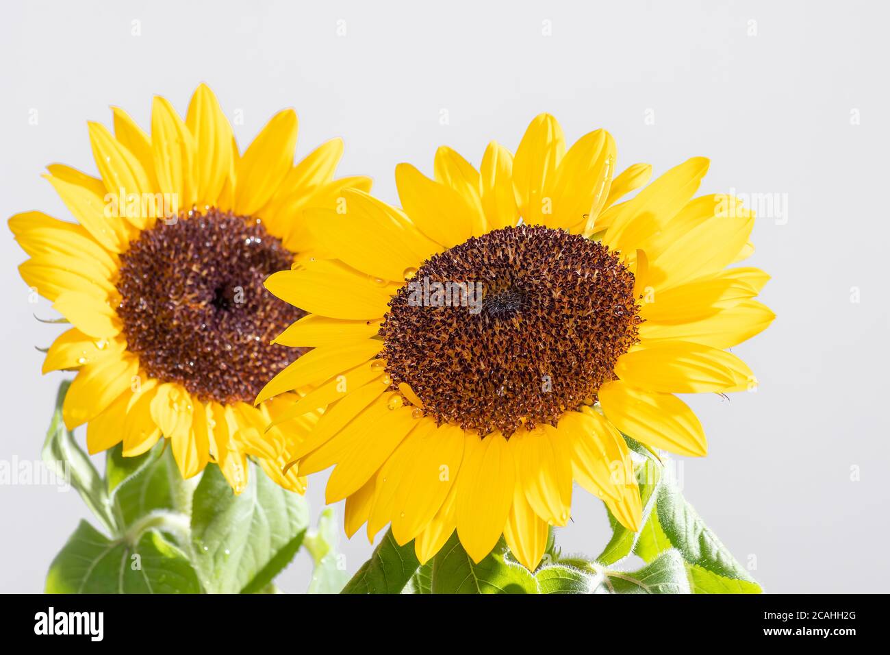 beautiful Brazilian spring flower sunflower Stock Photo - Alamy