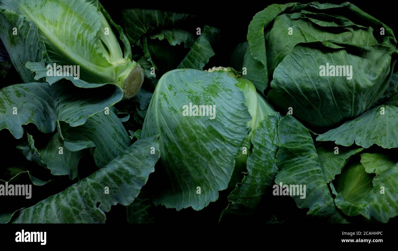 Heads of cabbage large heads hi-res stock photography and images - Alamy
