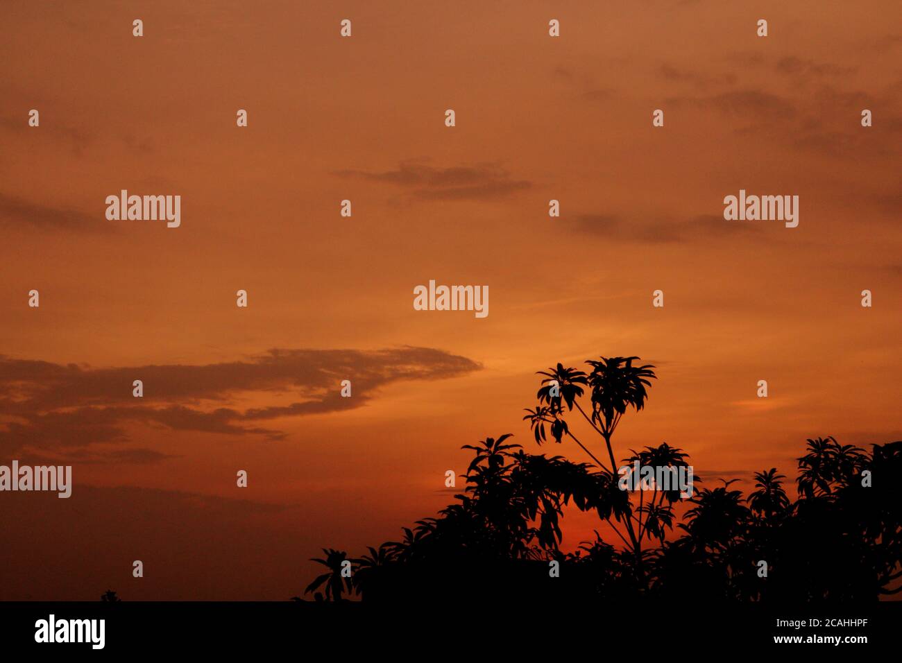 Sunset is colorful, but plant shadow in the foreground,looks more ...