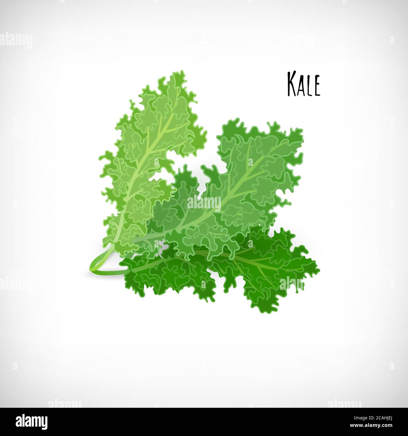 Kale salad leaves isolated on white background. Fresh ingredient for ...