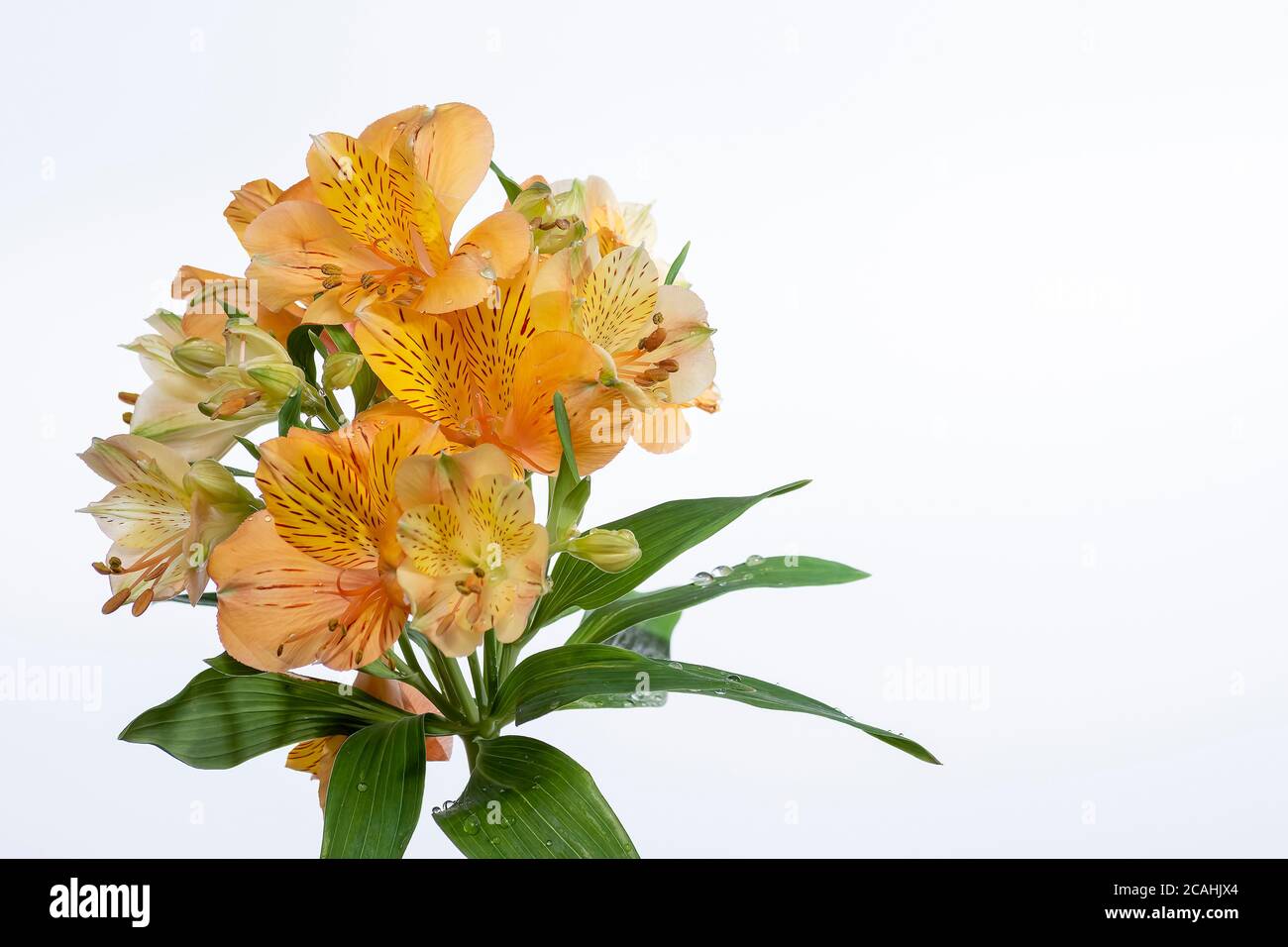 YELLOW ASTROMELIA FLOWER ON WHITE BACKGROUND Stock Photo - Alamy