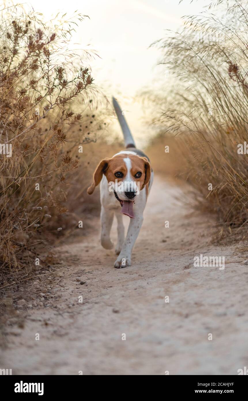 Beagle farming hi-res stock photography and images - Alamy