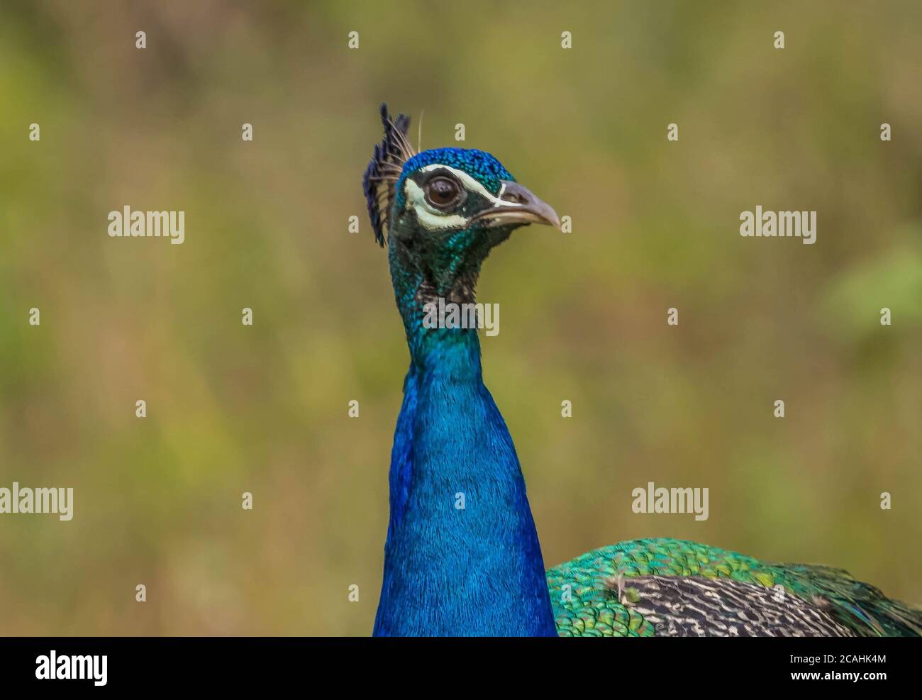 portrait of peacock bird Stock Photo - Alamy